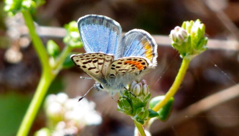 The butterflies of El Segundo thrive in a little-known preserve ...