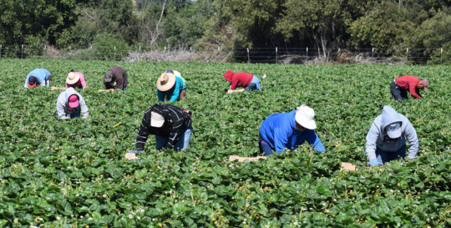 A safety net gap: income support for undocumented farmworkers - Capitol ...