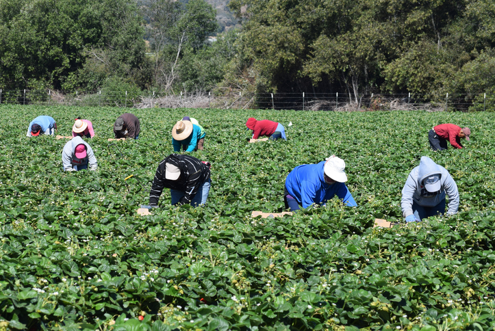 A safety net gap: income support for undocumented farmworkers - Capitol ...